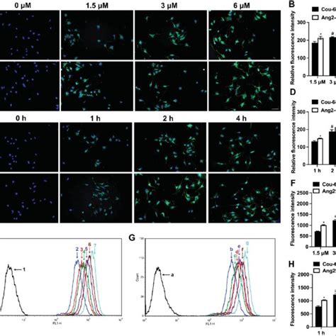 Intracellular Distribution And Uptake After Incubation With Varying