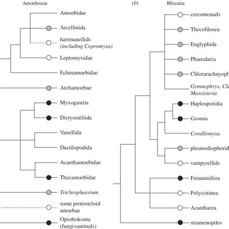 Distribution And Types Of Evidence For Sex In The Main Lineages Of The Download Scientific