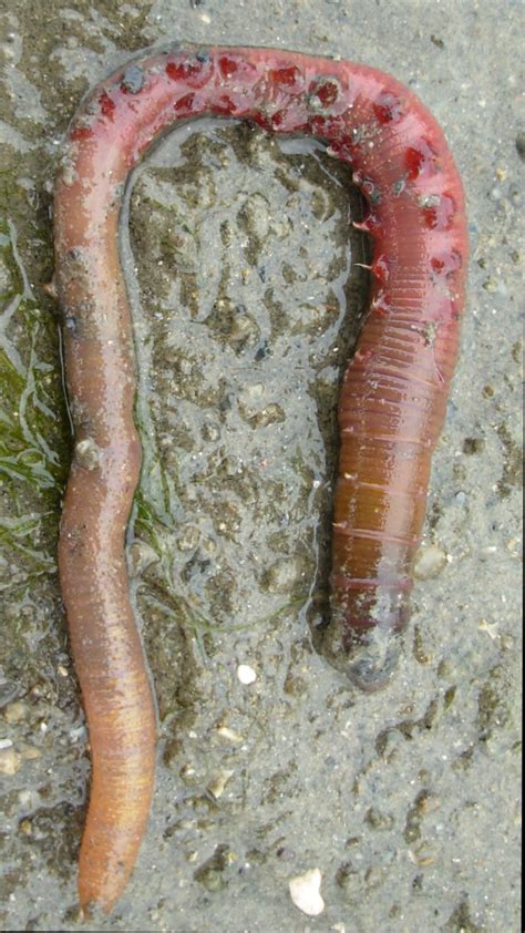 Marine Worm Joins Fight Against Superbugs