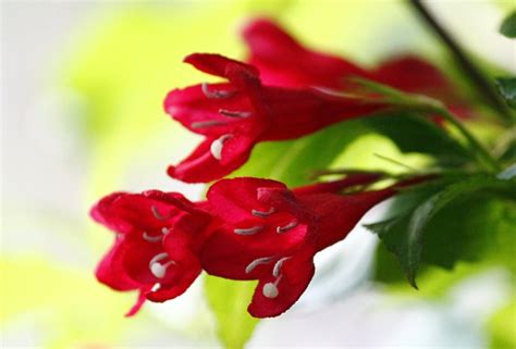 Weigela red prince