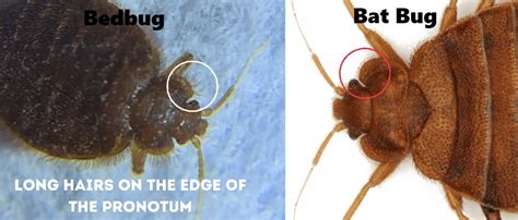 Difference Between Bat Bug And Bed Bug