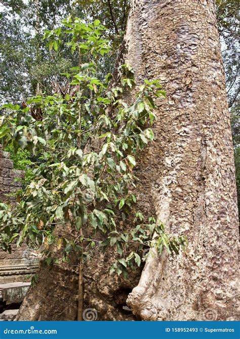 Huge Trees With A Powerful Root System Stock Image Image Of Giant Tropics 158952493