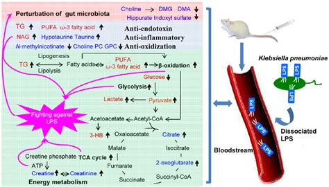Schematic Representation Of The Metabolites And Metabolic Pathways In