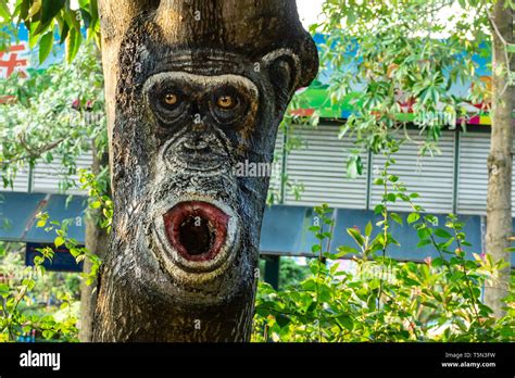 Drawing Of A Monkey On A Tree Trunk Using A Gap In Tree As Monkey S Mouth Stock Photo Alamy