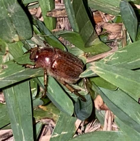 Thousands Of Flying And Burrowing Beetles Lawn Care Forum