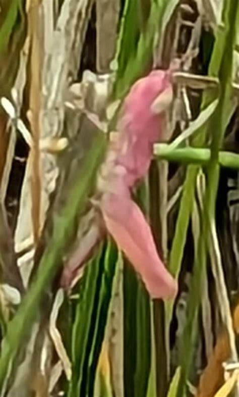 Pink Grasshopper R Insects