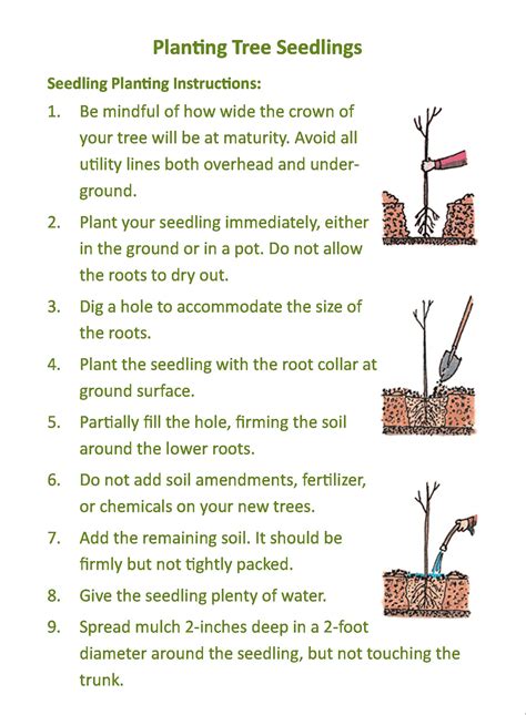 Seedlings TreesCharlotte