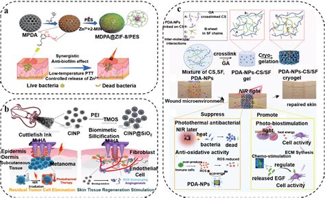 Figure 1 From Recent Development Of Polydopamine Anti Bacterial
