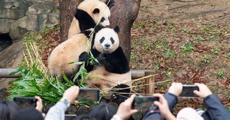 “쌍둥이 판다는 처음이지” 푸바오 동생 판다 야외서 관람객 첫 만남