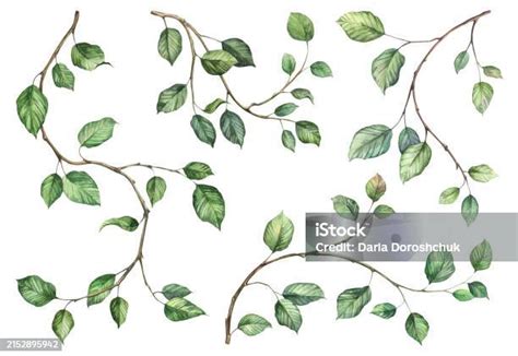 흰색 배경에 고립 된 나뭇 가지에 상세한 사실적인 녹색 담쟁이 덩굴 잎 개체 그룹에 대한 스톡 벡터 아트 및 기타 이미지 개체 그룹 고급 구도 Istock