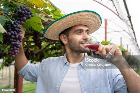 포도원에서 품질을 테스트하기 위해 레드 와인 한 잔을 들고 웃는 성인 히스패닉 남자 와인 메이커 와인을 만들기위한 포도 농장 25 29세에 대한 스톡 사진 및 기타 이미지