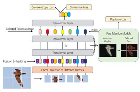 Transfg A Transformer Architecture For Fine Grained Recognition Deepai