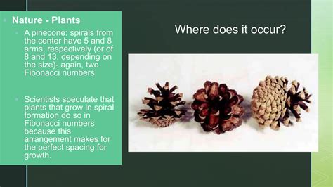 Fibonnaci Sequence And Golden Ratio Pptx