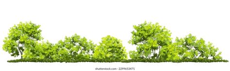 Tree Elevation Over 1 327 Royalty Free Licensable Stock Vectors Vector Art Shutterstock