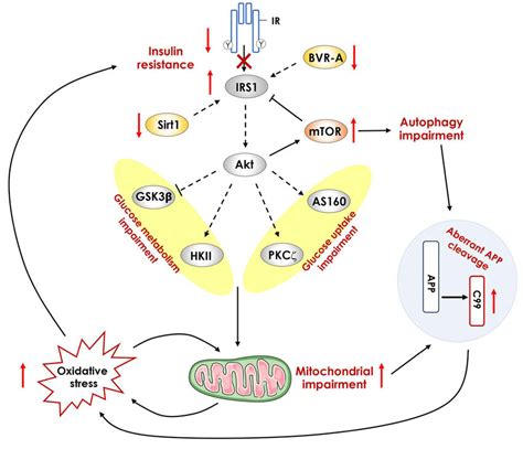 Schematic Representation Of Insulin Signaling Pathway With Download Scientific Diagram