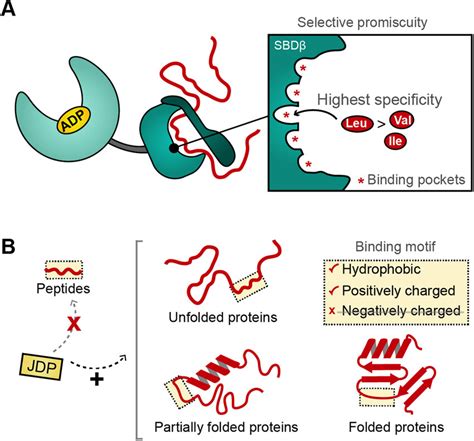 Protein Substrate Binding To Hsp70 A Sbdβ Has Five Binding Pockets Download Scientific