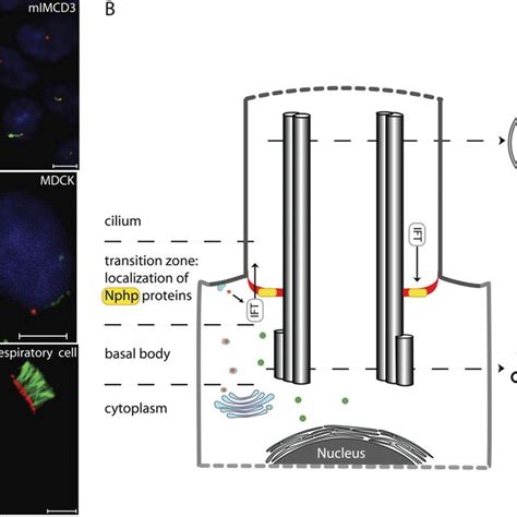 Nphp Proteins Function At The Ciliary Gate Transition Zone A