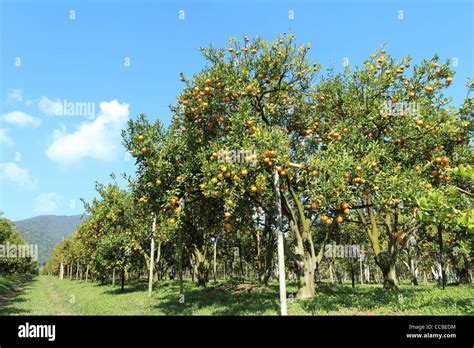 Orange Trees Fruit Hi Res Stock Photography And Images Alamy