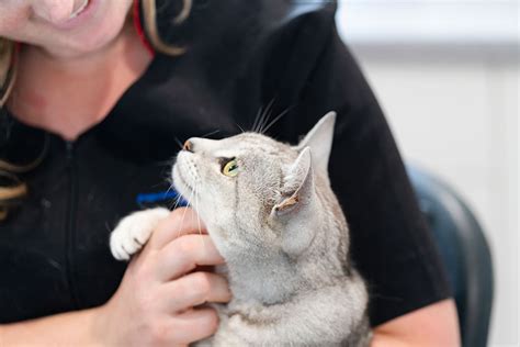 Feline Hyperthyroidism Treatment In Tauranga BOP Vets