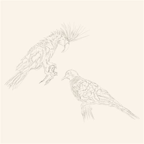 Bird Sketch Facing Each Other 3530928 Vector Art At Vecteezy