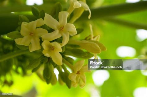 파파야 꽃 흰색 노란 씨앗 과일 녹색 잎 식품 식물 배경 꽃 야외 닫기 0명에 대한 스톡 사진 및 기타 이미지 0명 과일 꽃 나무 Istock