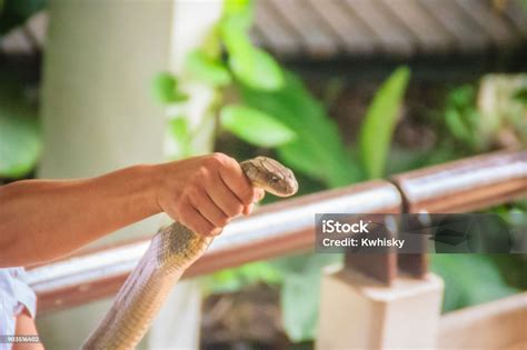 킹 코브라 뱀 맨 손으로 잡으려고 독특한 능력을 사용 하 여 한 남자가 있다 킹 코브라 일컬어 Hamadryad 세계에서 가장 큰 악의 찬 뱀 종 이다 갈색에 대한 스톡