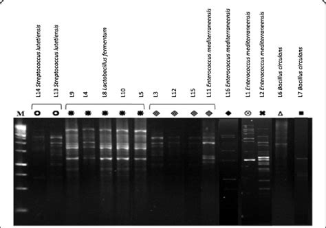 Box Pcr Fingerprints Of 16 Bacterial Isolates Fingerprint Profiles