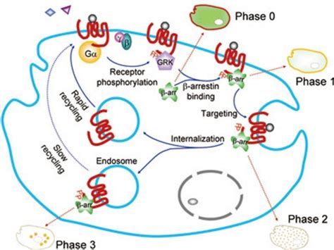 Transfluor™ And Receptor Internalization Assays Schematic Download Scientific Diagram