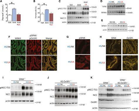 Pseudohypoaldosteronism Semantic Scholar