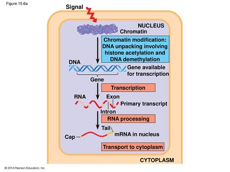 Regulation Of Gene Expression Ppt Download