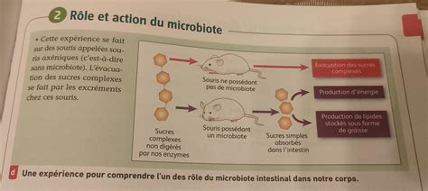 En Clair Il Faut Réexpliquer Cette Expérience Et Donner Le Rôle Du