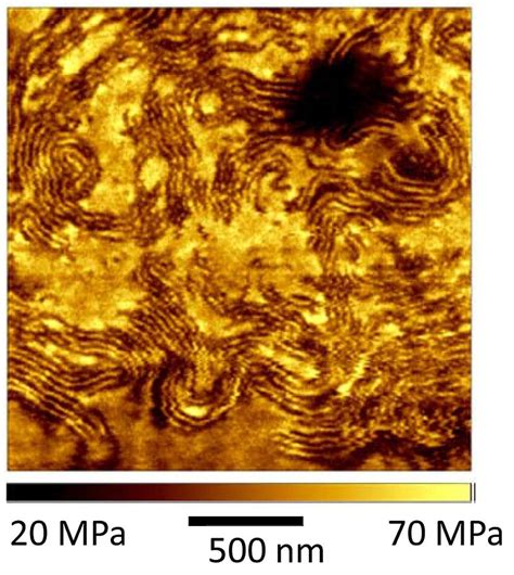 A Atomic Force Microscope Cantilever Designed For Position Download Scientific Diagram