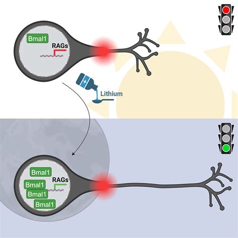 The Circadian Clock Time Tunes Axonal Regeneration Cell Metabolism