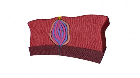 Taste Bud Buy Royalty Free 3d Model By Arloopa 6272f85 Sketchfab