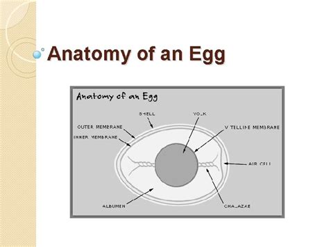 Anatomy Of An Egg Shell Bumpy And Grainy