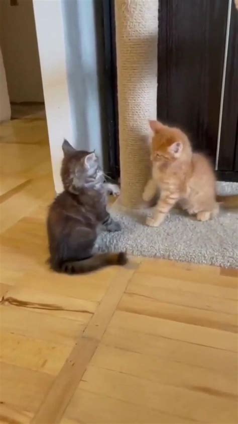 Cute Wrestling Kittens And Funny Cats Try Not To Laugh Kittens