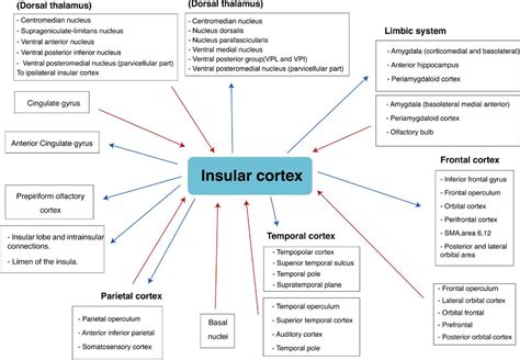 The Function Of Insular Lobe