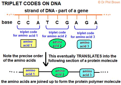 dna triplet coding protein polypeptide synthesis in ribosomes details
