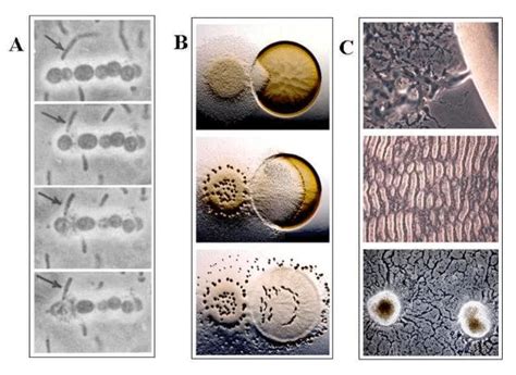 Types Of Predation By Non Neural Organisms A Colony Invasion B
