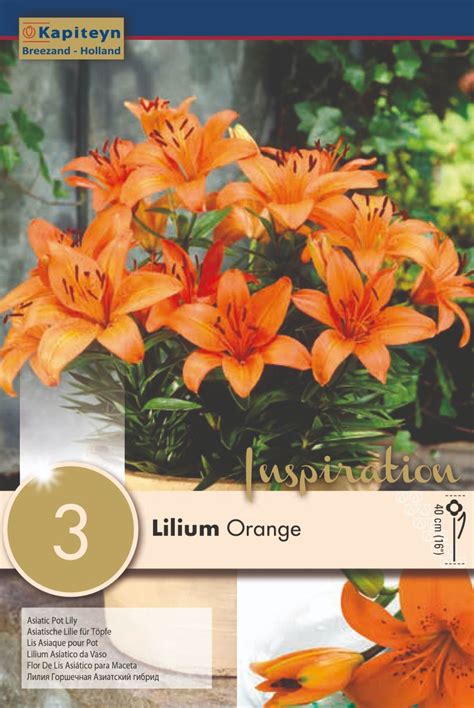 Lilium Orange Pixie | Summer Flower Bulbs | Drinagh Garden Centre