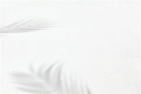 야자 수 잎과 야자 잎의 그림자 흰색 배경 최소한의 추상 적 구성 콘크리트 벽과 손바닥과 몬스터 잎의 하드 그림자 자연 요소와 그림자의 우아한 포스터 0명에 대한 스톡 사진