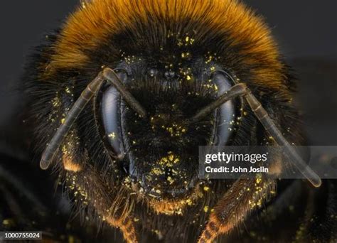 John Bee Photos And Premium High Res Pictures Getty Images