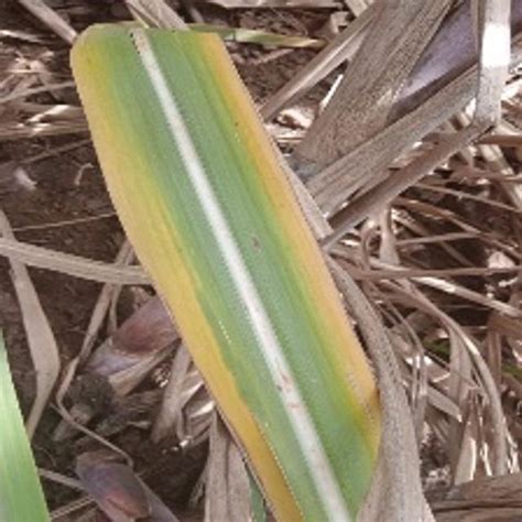 Sugarcane Disease Detection Roboflow Universe