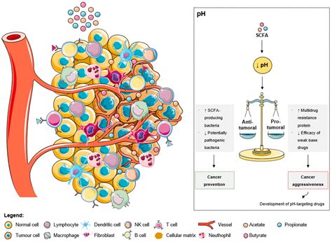 Why Do Cancer Cells Prefer An Acidic Environment At Nicole Bentley Blog