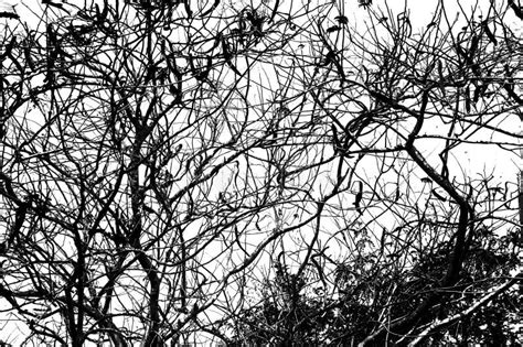 Silhouette Tree Branch Isolated With White Background And With Clipping