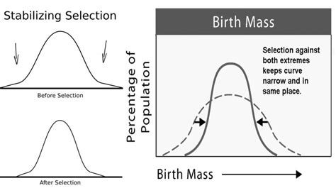 Stabilizing Selection Birth Weight