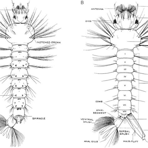 External Anatomy Of Mosquito Larvae Dorsal View With Anal Segment Download Scientific