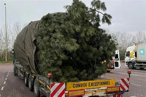 Lorry On A14 Carrying Huge Christmas Tree Pulled Over By Police For Multiple Offences Suffolk Live