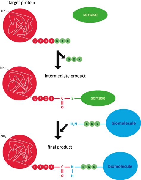 Enzymatic Coupling Oligonucleotides