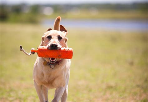 Learning Php For Wordpress Development Understanding Phps Return • Wpshout